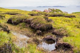 Peat-Free vs Peat-Based Compost: Which is Better? - Food Gardening Network