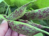 7 Types of Beans to Grow to Add Color to Your Vegetable Garden - Food ...