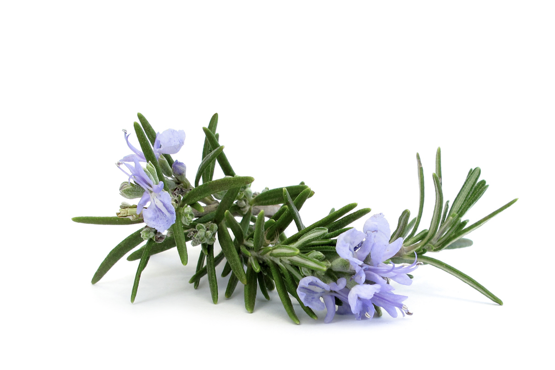 Blue Boy Rosemary - Food Gardening Network