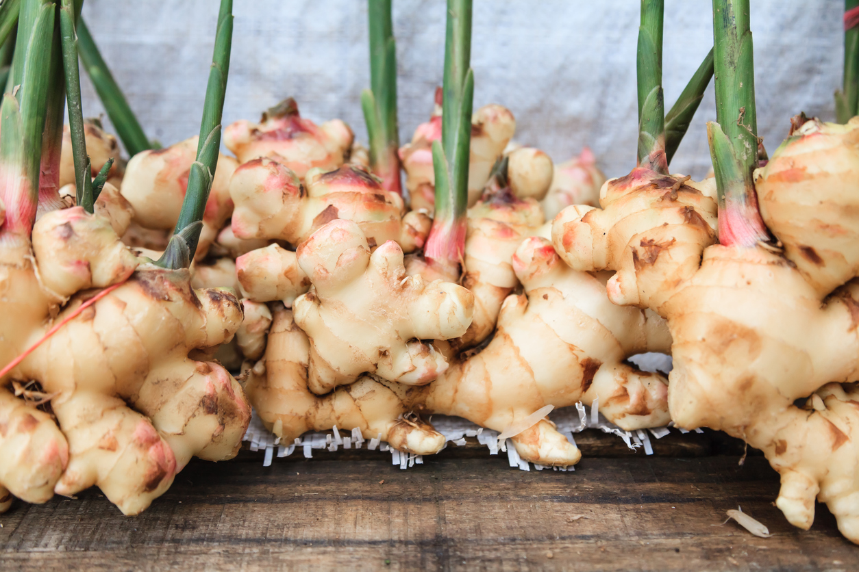 All About Planting and Growing Ginger Indoors - Food Gardening Network