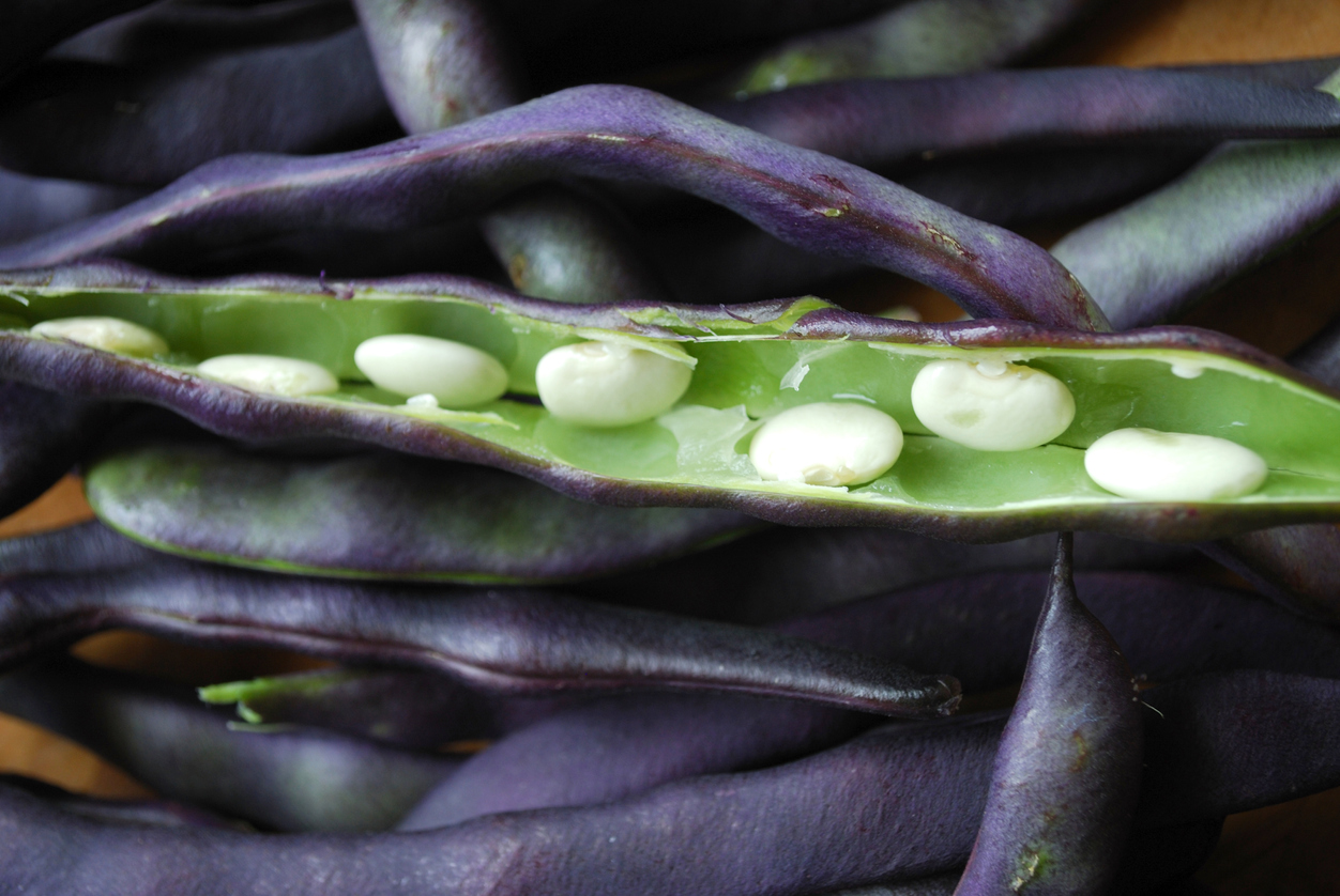 7 Types of Beans to Grow to Add Color to Your Vegetable Garden - Food ...