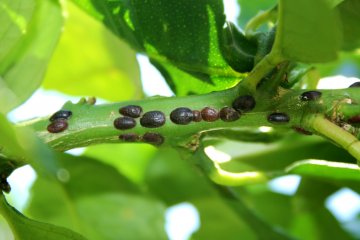 Dealing with Lemon Pests - Food Gardening Network