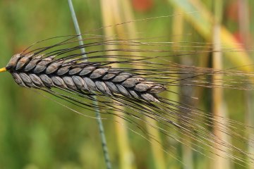 Emmer Wheat - Food Gardening Network