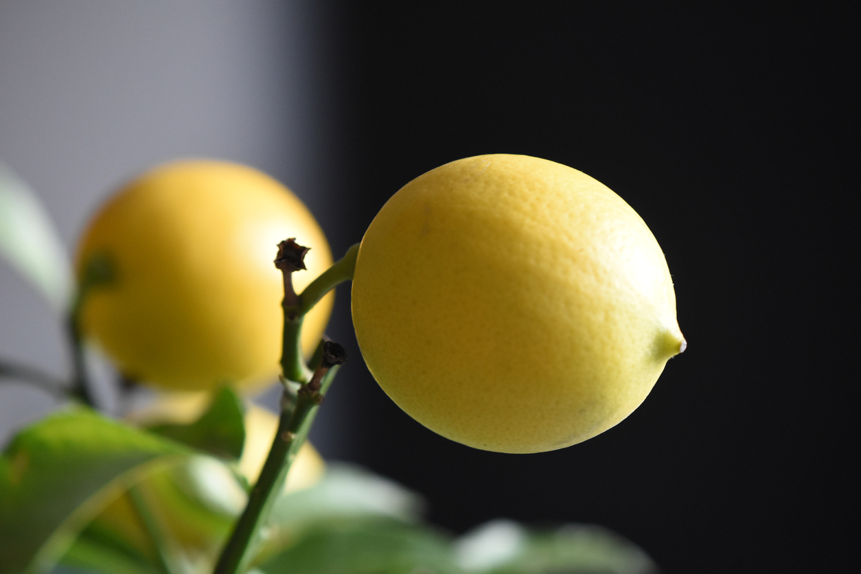 Types of Lemons - Food Gardening Network