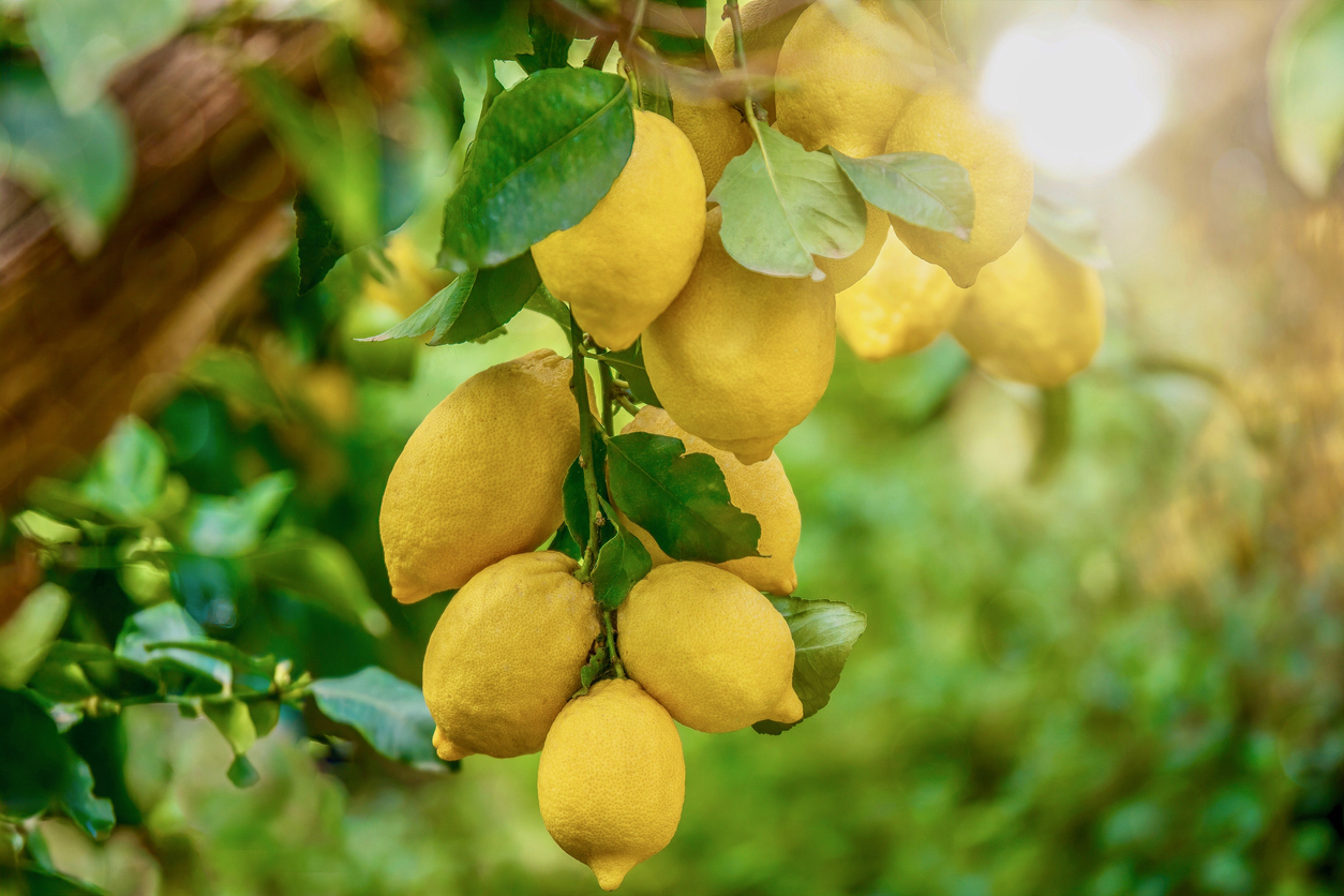 Growing Lemon Trees in Containers - Food Gardening Network