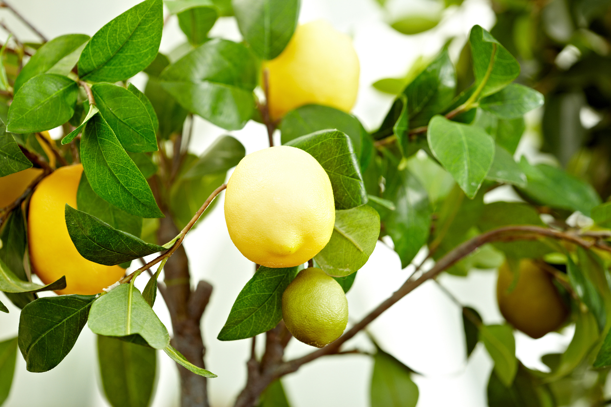 Meyer Lemon Tree - Food Gardening Network