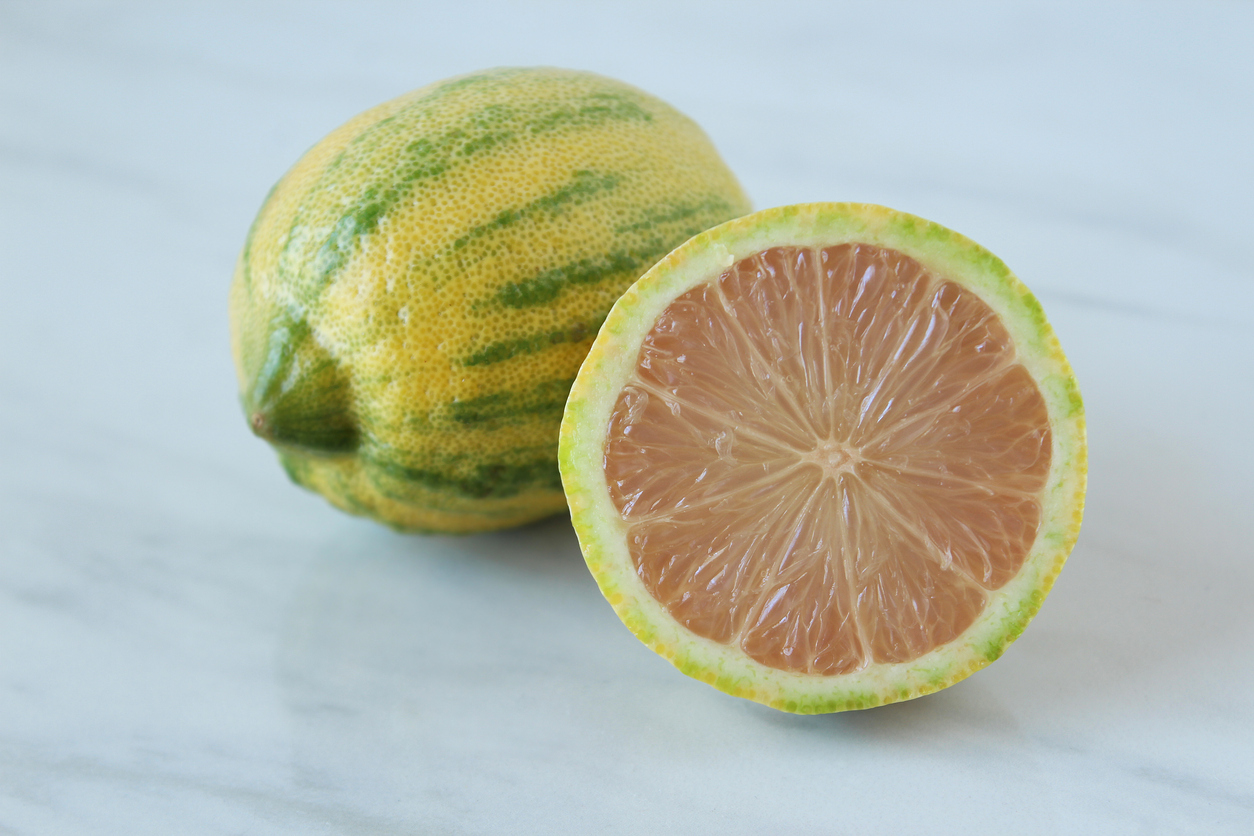 Tart & Tangy Lemon Guide – Food Gardening Network