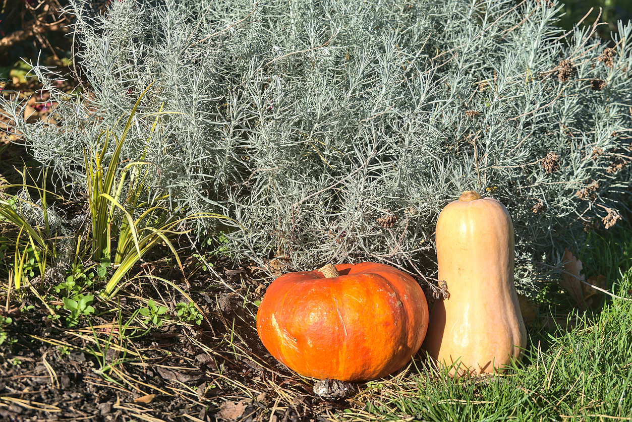 7 Tips for Storing Squash No Matter What Type - Food Gardening Network