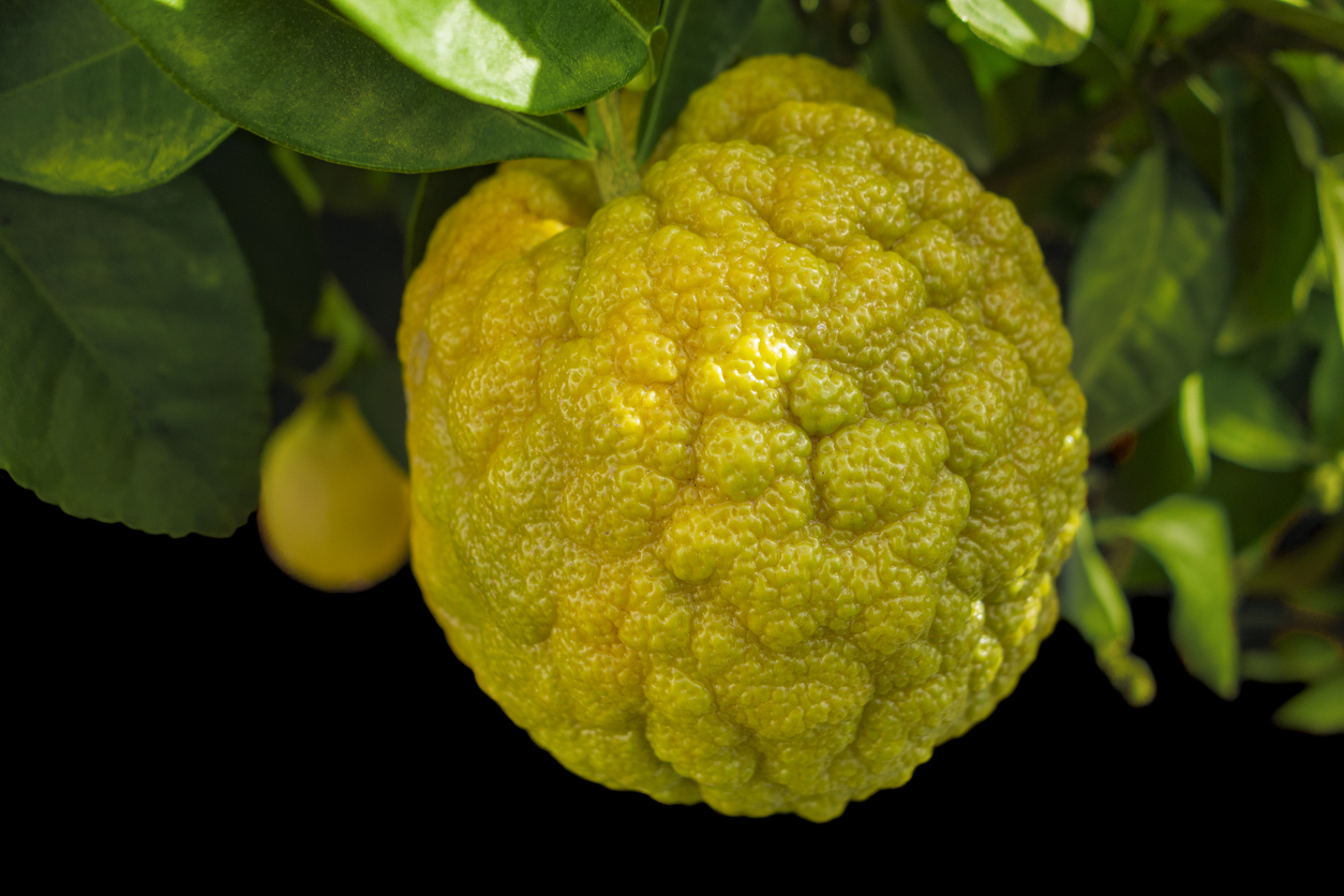 Types of Lemons - Food Gardening Network