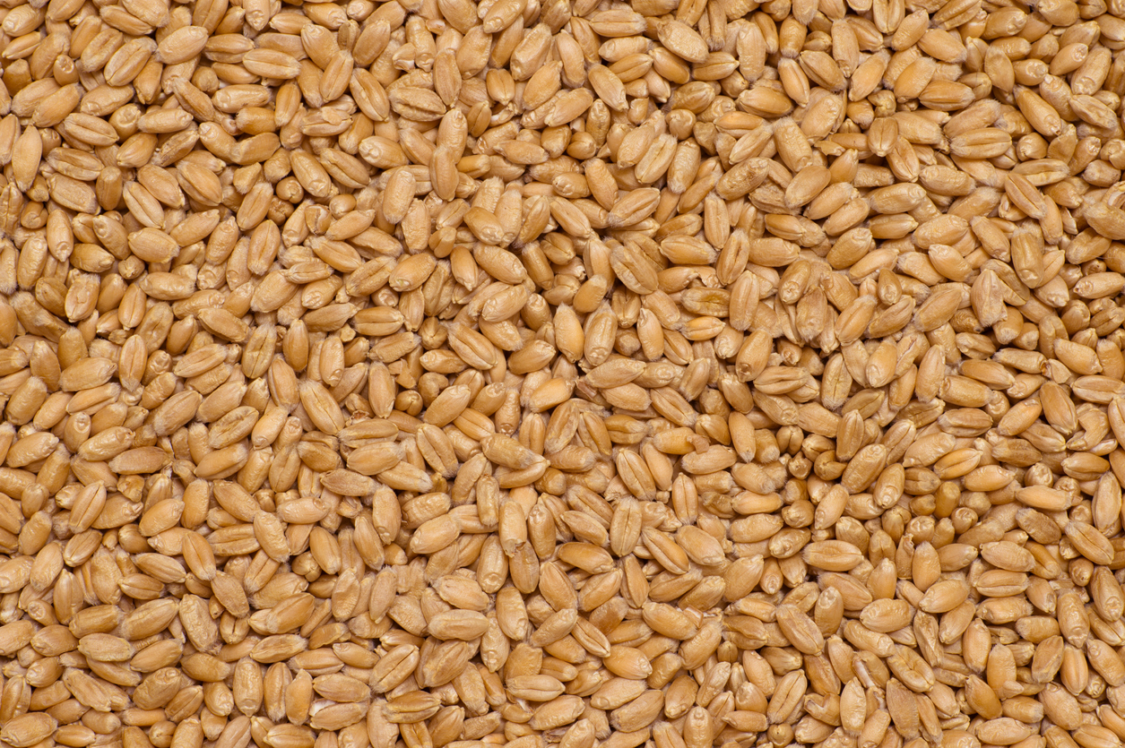 Turkey Red Winter Wheat - Food Gardening Network