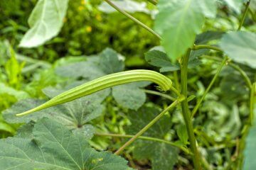 Types of Okra - Food Gardening Network