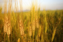 Introduction to Wheat - Food Gardening Network