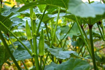 Types of Okra - Food Gardening Network