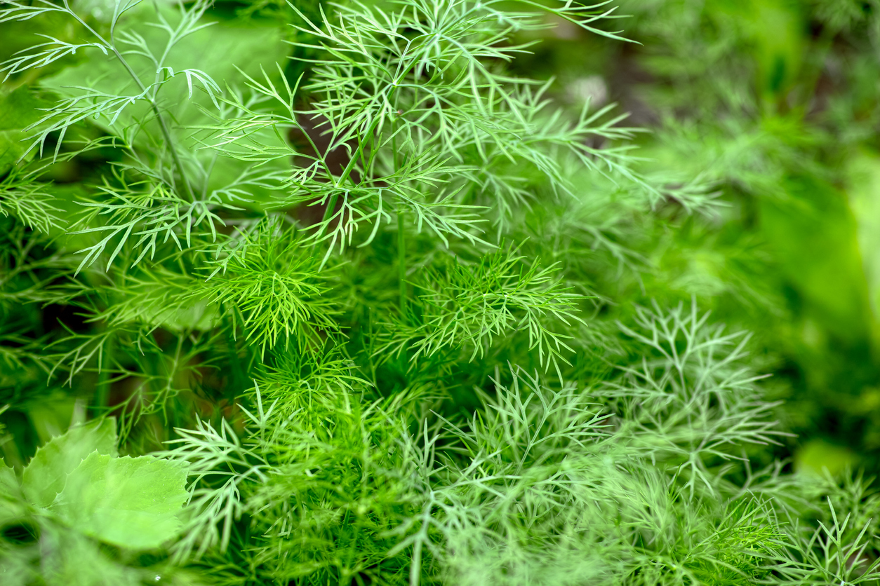 Nurturing your Dill Plants - Food Gardening Network