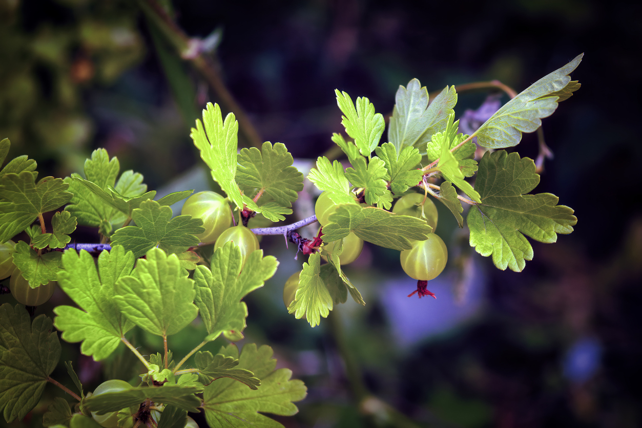 Nurturing your Gooseberry Bushes - Food Gardening Network