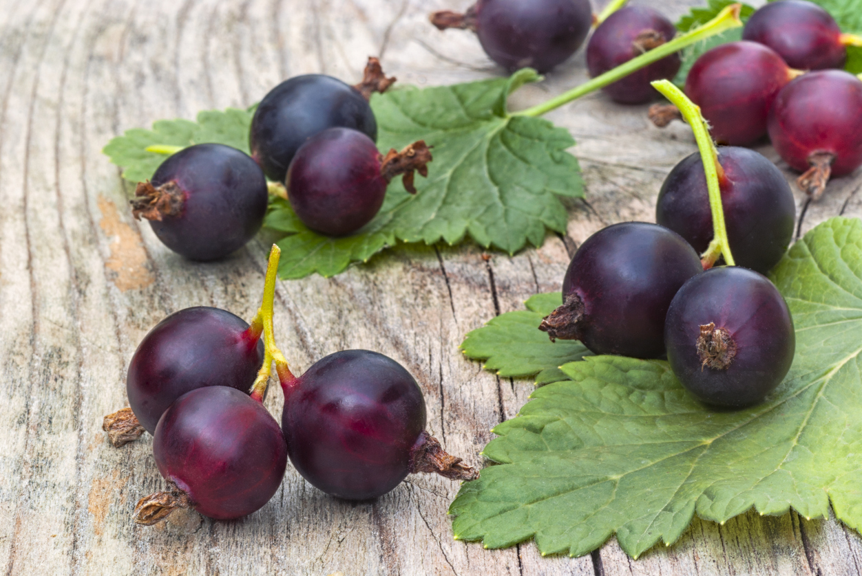 Jostaberry - Food Gardening Network