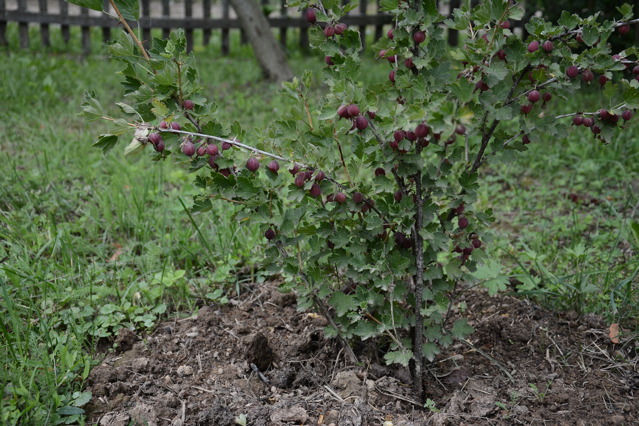 Where to Grow Gooseberries - Food Gardening Network