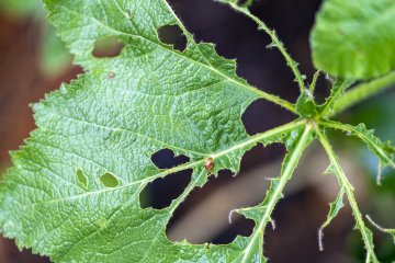 Dealing with Gooseberry Pests - Food Gardening Network