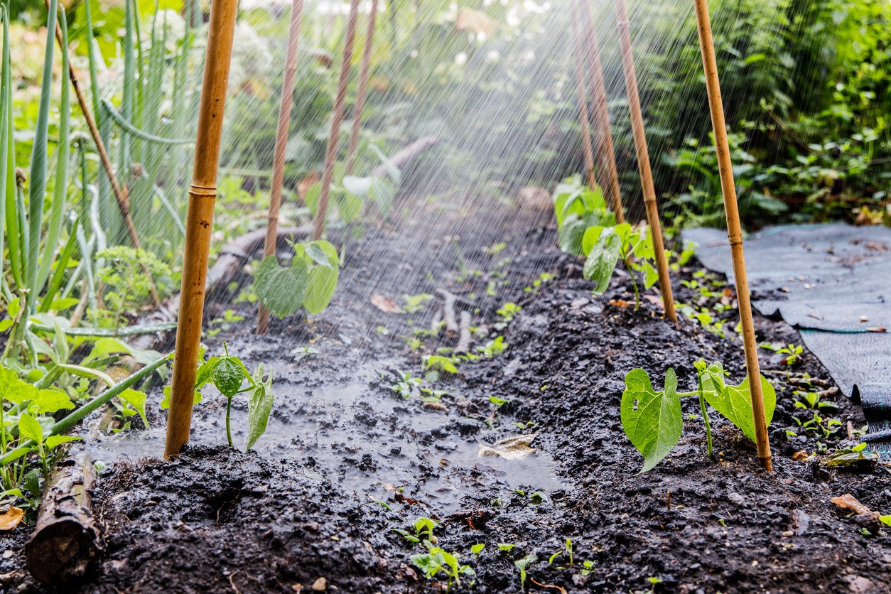 Nurturing your Green Beans - Food Gardening Network