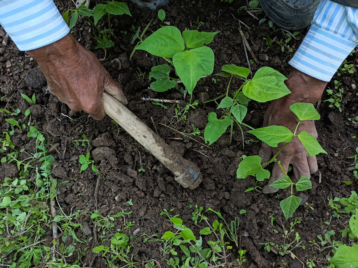Nurturing your Green Beans - Food Gardening Network