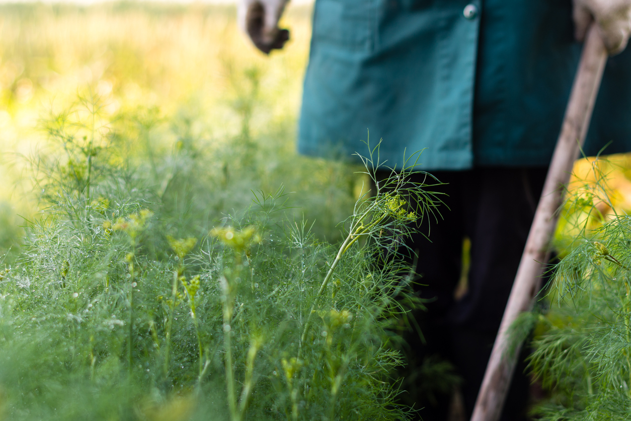 Nurturing your Dill Plants - Food Gardening Network