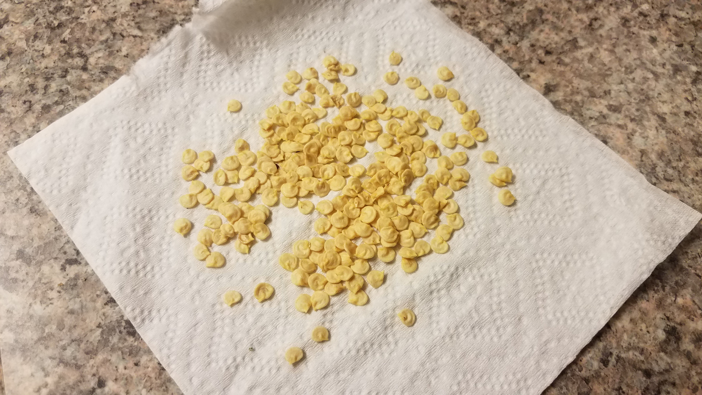 5 Tips for Saving Vegetable Seeds for Next Year's Garden - Food ...