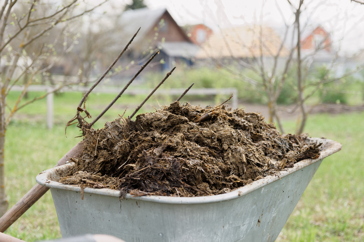 Can You Compost Dog Poop? - Food Gardening Network
