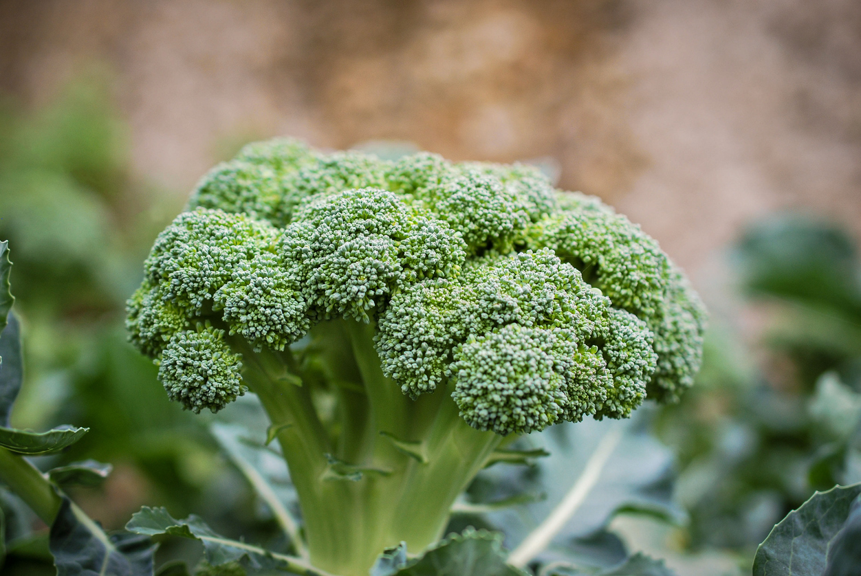 Belstar Broccoli - Food Gardening Network