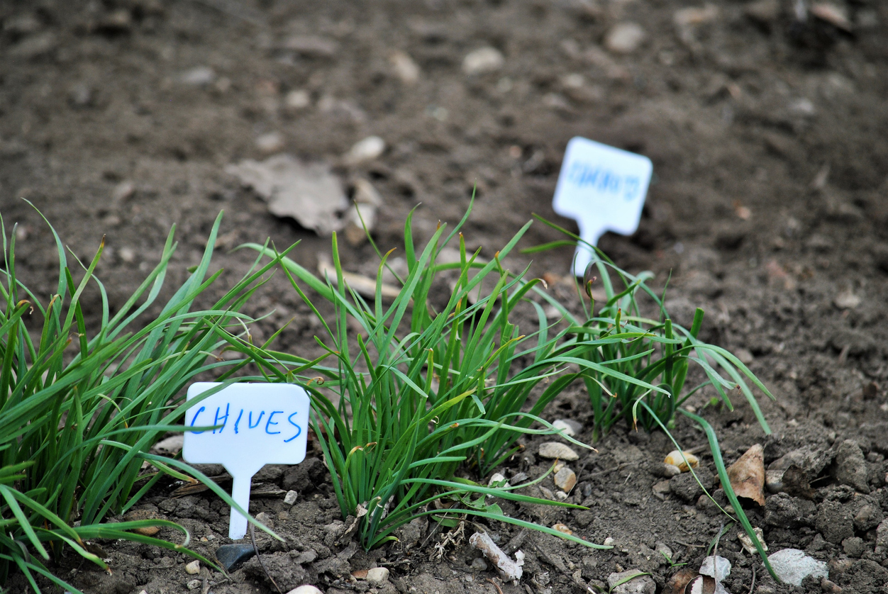 Planting Chives in the Ground - Food Gardening Network