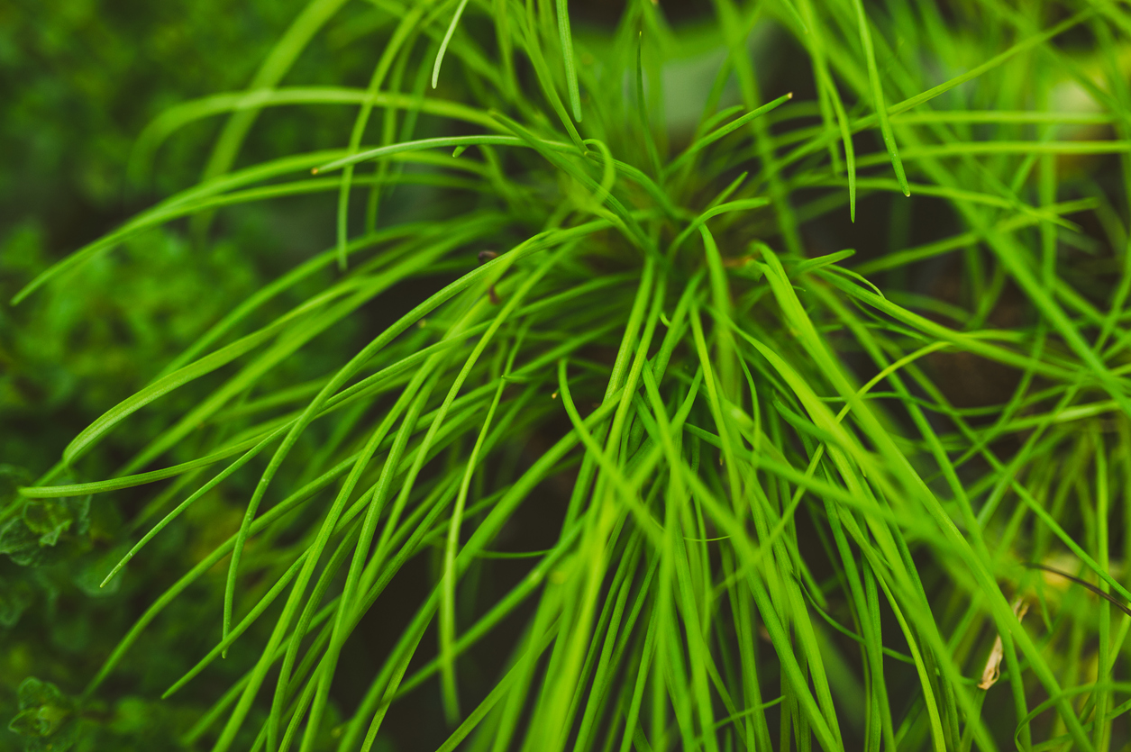 Garlic Geisha Chives (Allium tuberosum) - Food Gardening Network