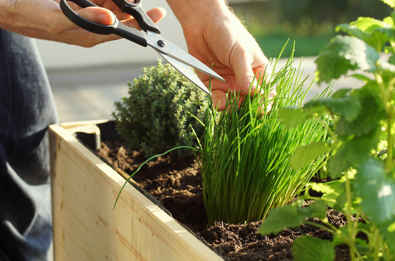 Harvesting your Chives - Food Gardening Network