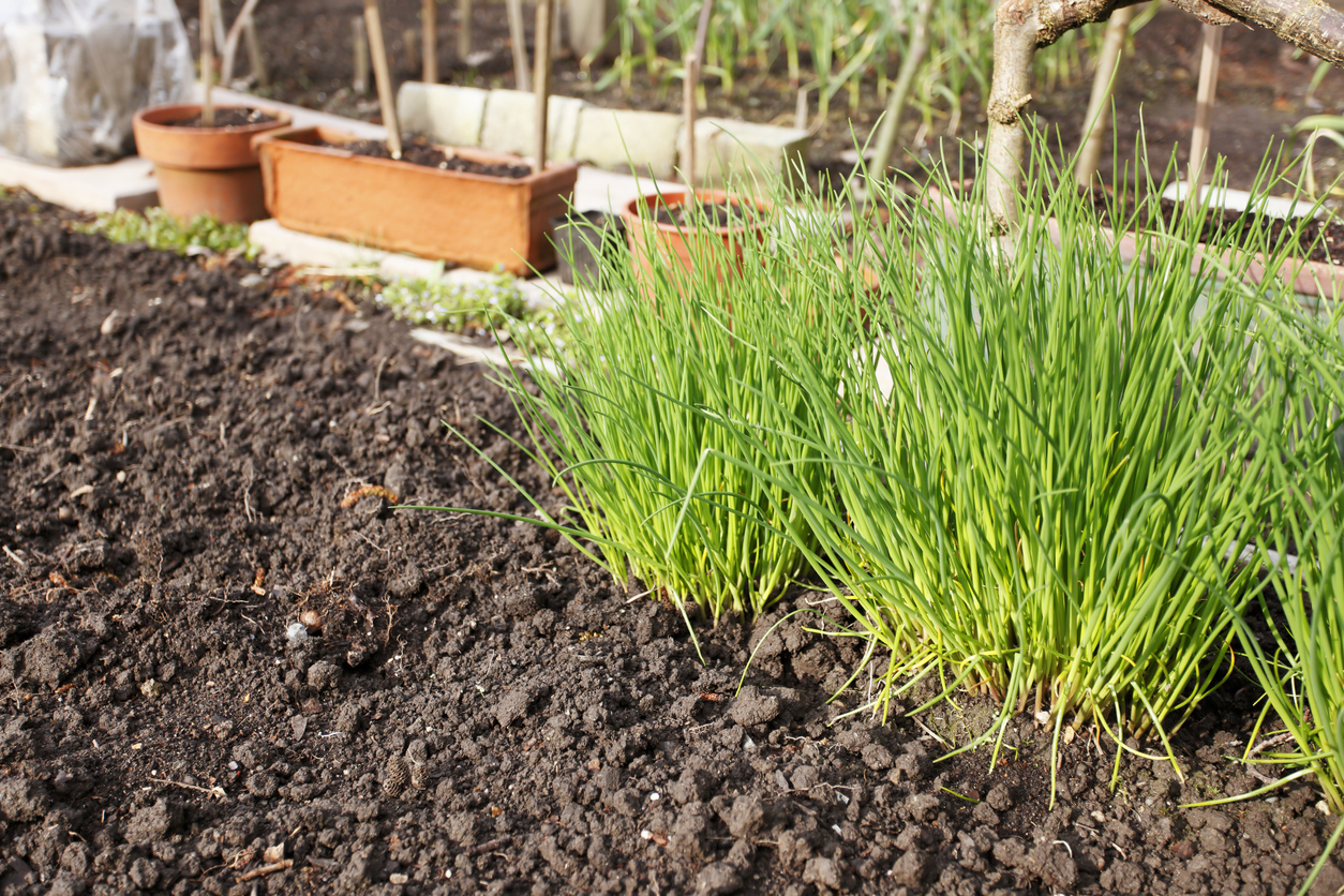 Growing Chives in Containers - Food Gardening Network