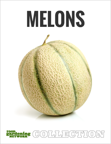 Dealing with Melon Pests - Food Gardening Network