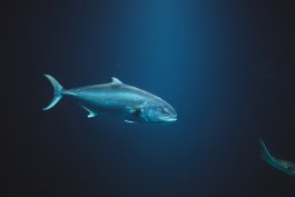 7 Benefits of Fish Fertilizer for Tomatoes and Other Vegetables - Food ...