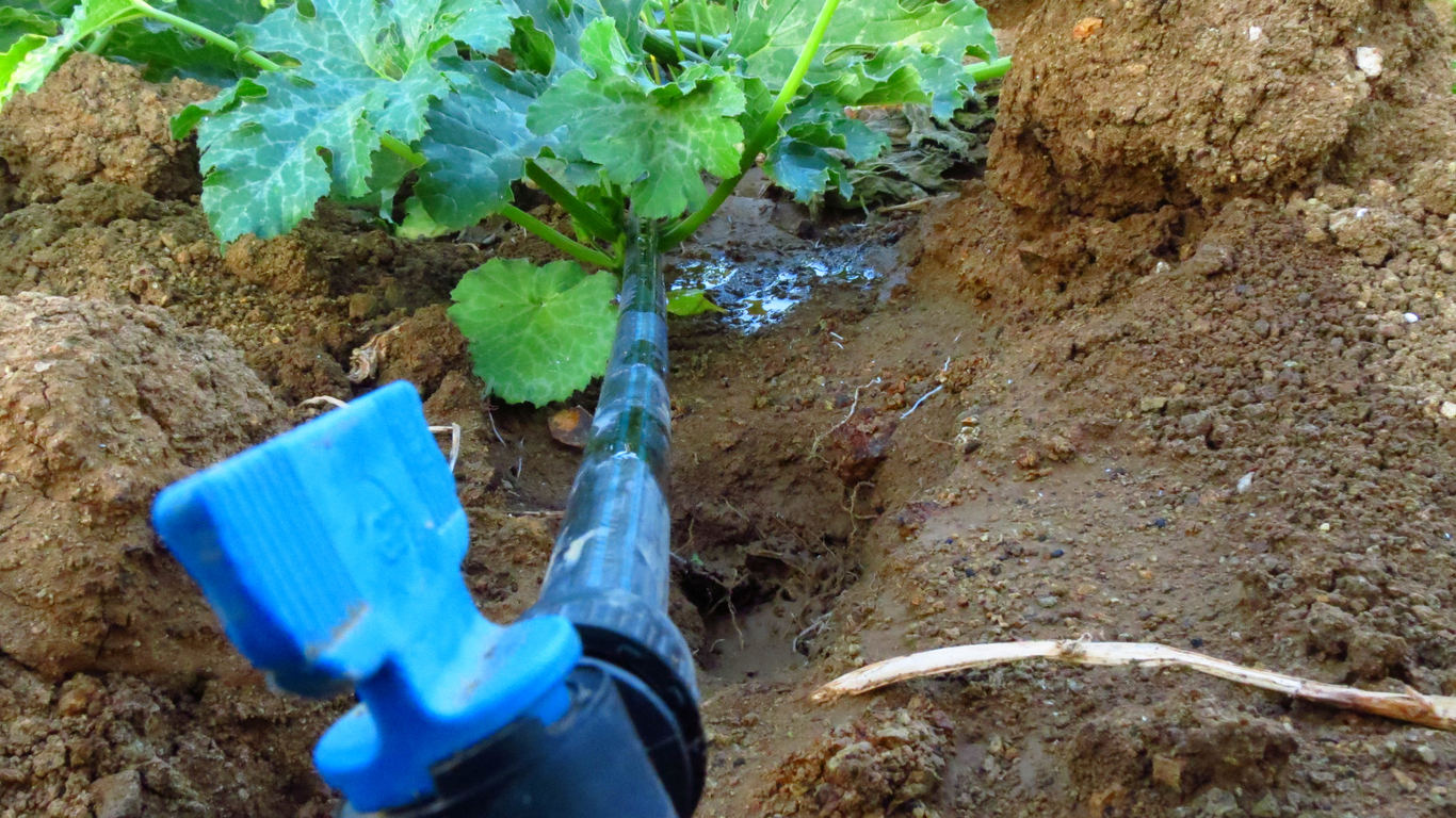 How to Water Squash and Avoid Powdery Mildew - Food Gardening Network