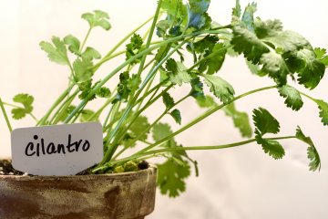 Growing Cilantro in Containers - Food Gardening Network