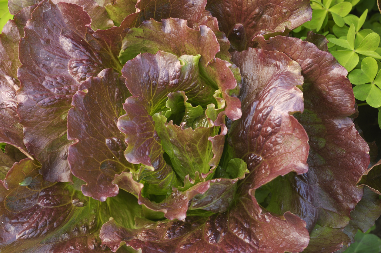 Cimmaron Lettuce (Romaine/Cos) - Food Gardening Network