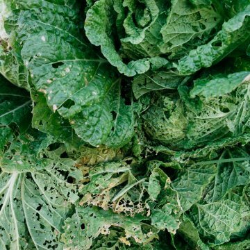 Dealing with Lettuce Diseases - Food Gardening Network