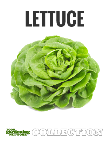 Introduction to Lettuce - Food Gardening Network