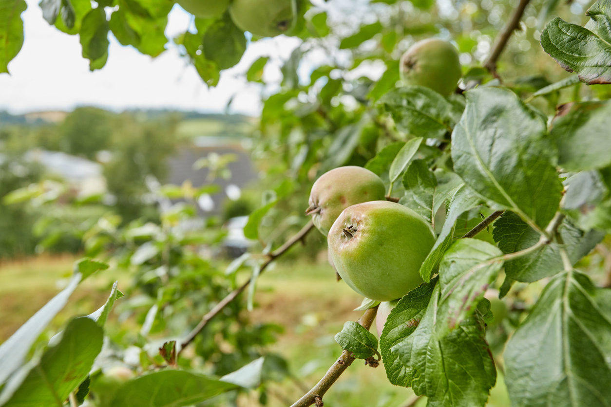 Where to Grow Apples - Food Gardening Network