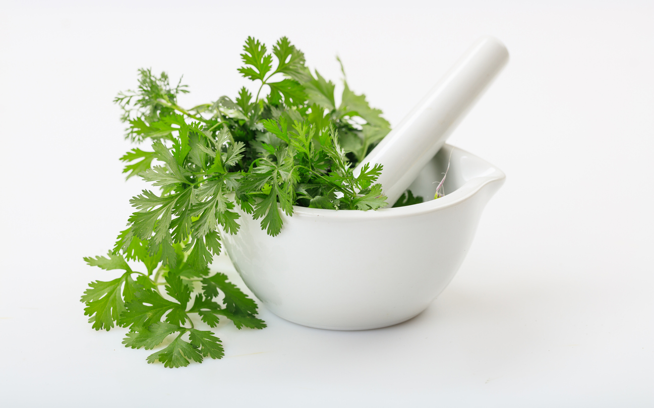 Essential Tools and Equipment for Growing and Enjoying Cilantro - Food ...