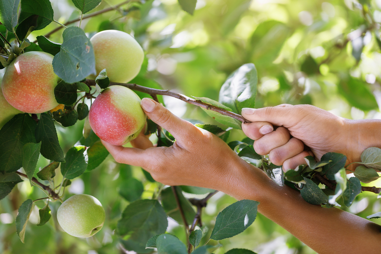 Harvesting & Storing your Apples - Food Gardening Network