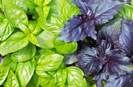9 Heat-Tolerant Herbs That Grow Well in Hot Climates - Food Gardening ...