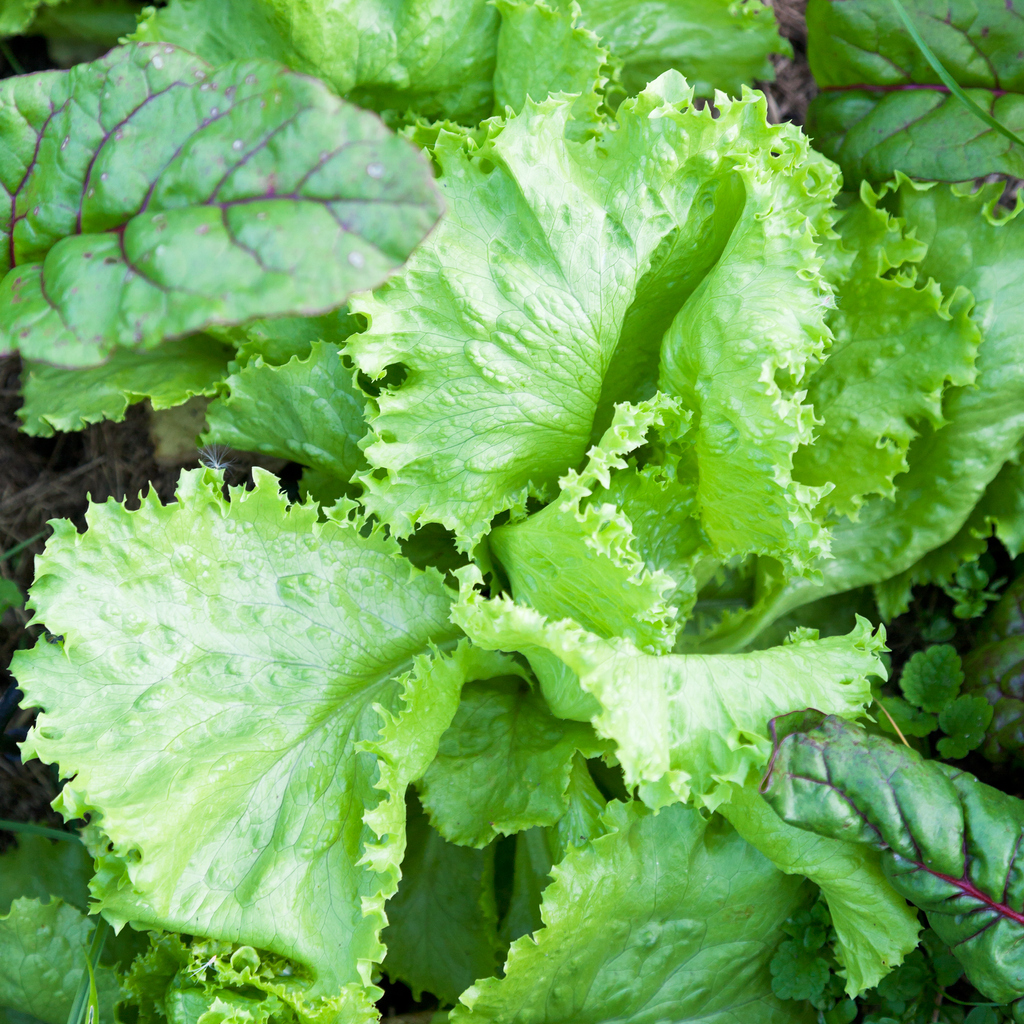 Ice Queen Lettuce (Crisphead/Iceberg) - Food Gardening Network