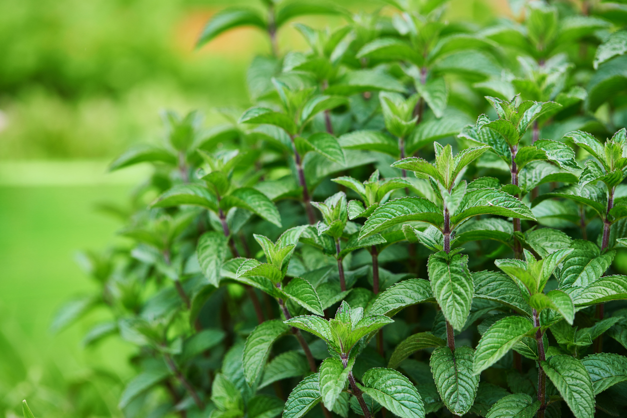 9 Heat-Tolerant Herbs That Grow Well in Hot Climates - Food Gardening ...