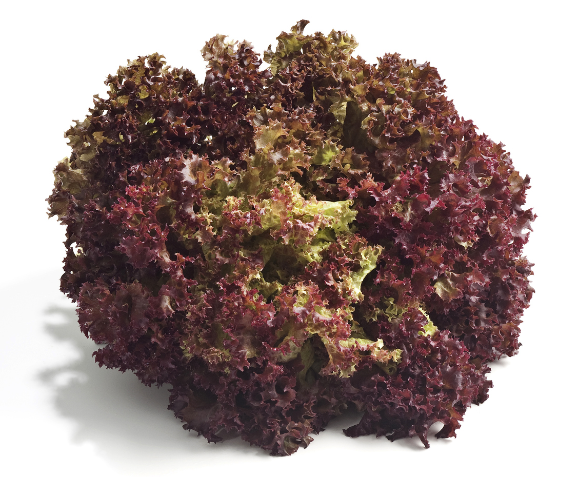 Red Salad Bowl Lettuce (Leaf) - Food Gardening Network