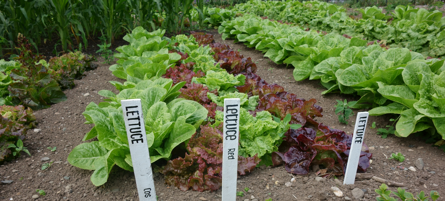 Planting Lettuce in the Ground - Food Gardening Network
