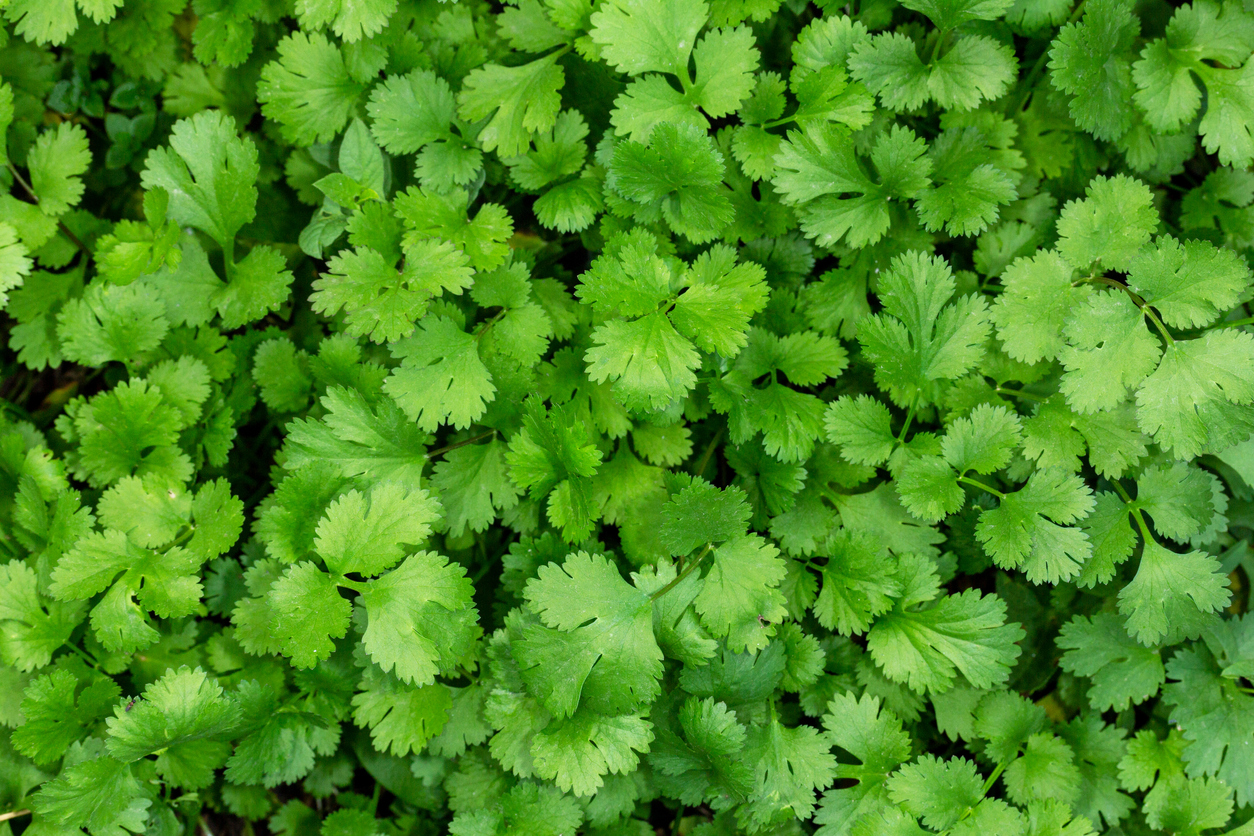 Santo cilantro - Food Gardening Network