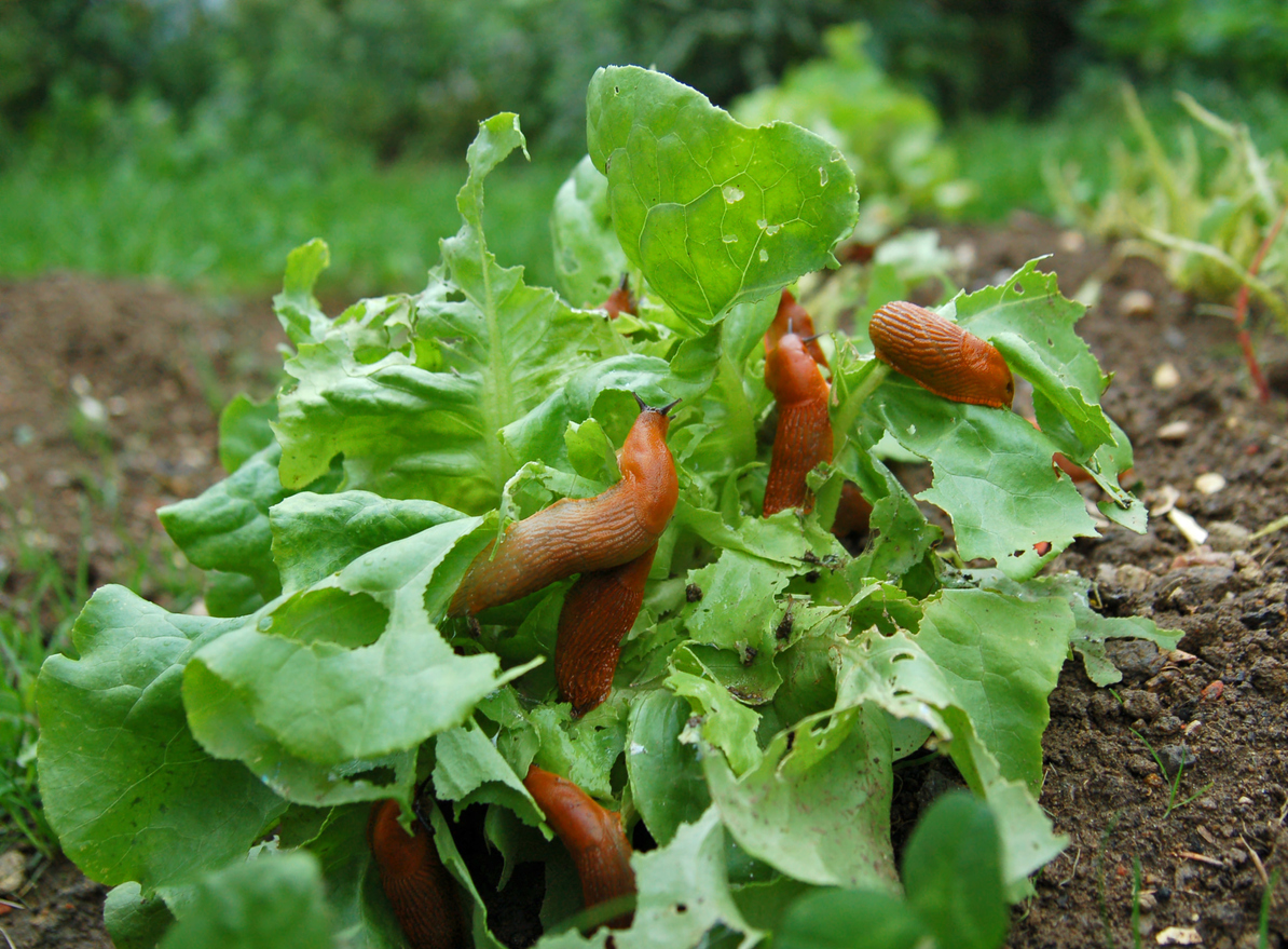 Dealing with Lettuce Pests - Food Gardening Network