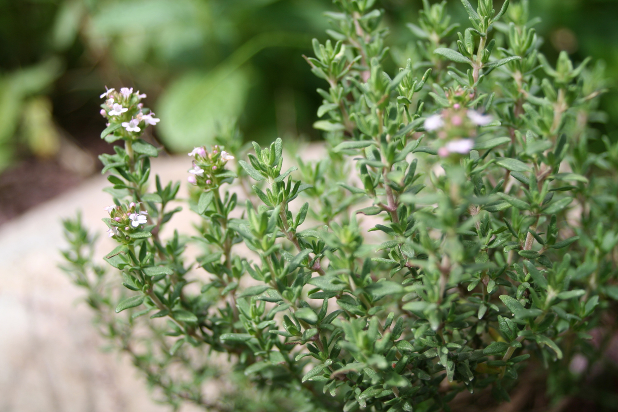 9 Heat-Tolerant Herbs That Grow Well in Hot Climates - Food Gardening ...